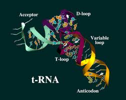 What Is tRNA - Protein Synthesis