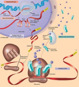 Where Does Protein Synthesis Take Place - Protein Synthesis