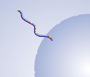 Protein Synthesis Animation