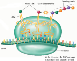 Protein Synthesis Steps - Protein Synthesis